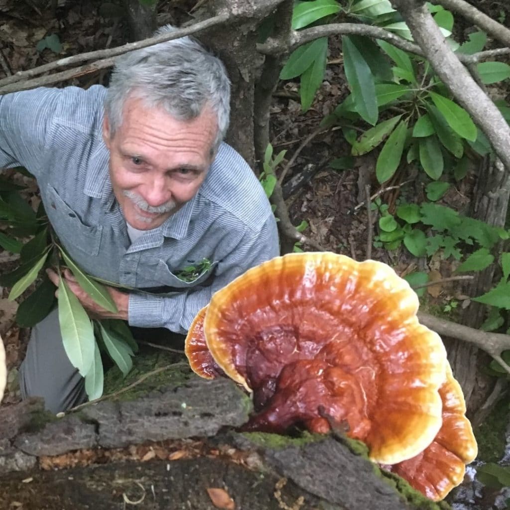 Everyday Mushrooms to Supercharge Your Life • BotanicWise